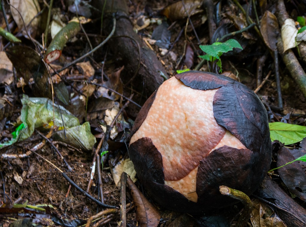 Raflezja - w poszukiwaniu największego na świecie kwiatu