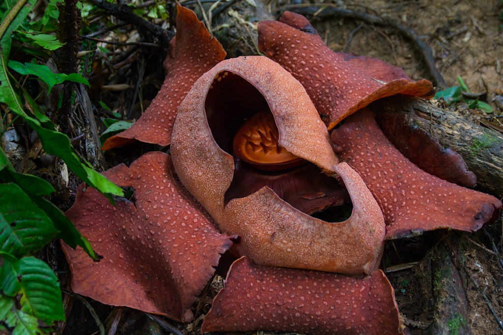 Raflezja - w poszukiwaniu największego na świecie kwiatu
